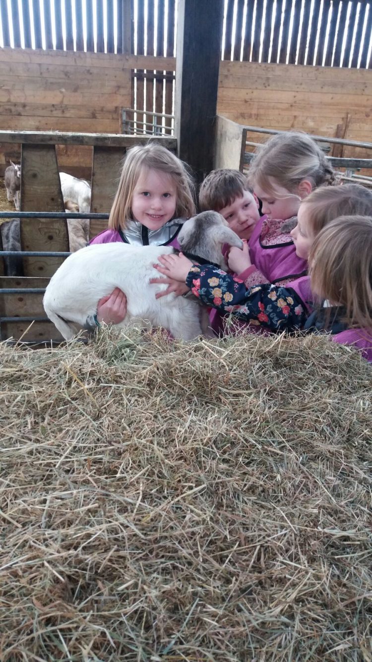 Summer farm activity days | Wookey Farm