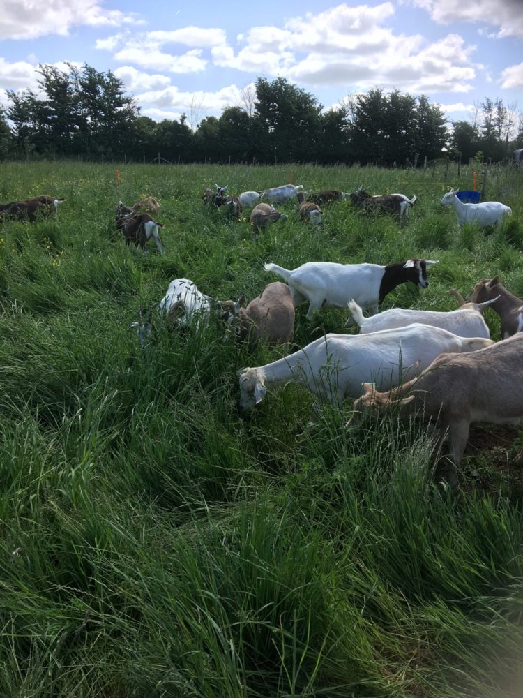 Nature friendly farming - Wookey Farm